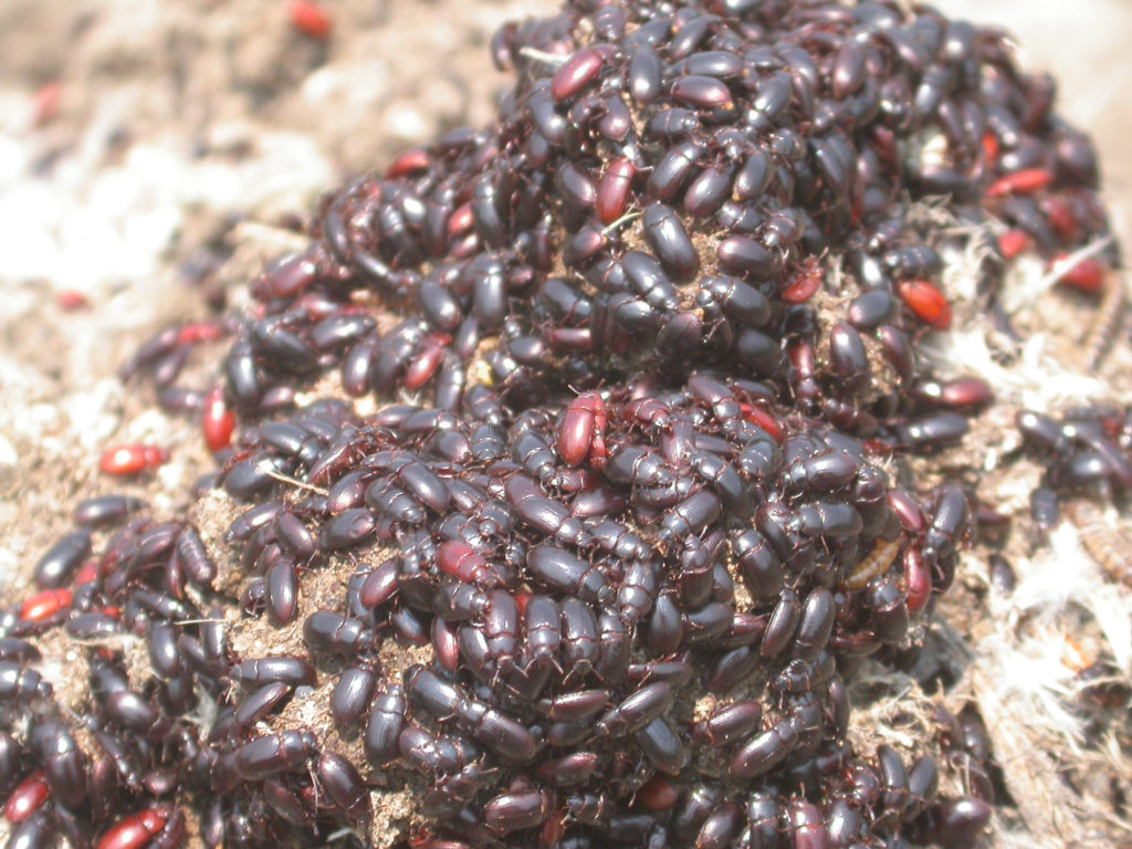 Insect Vector Project - Kaufman Lab